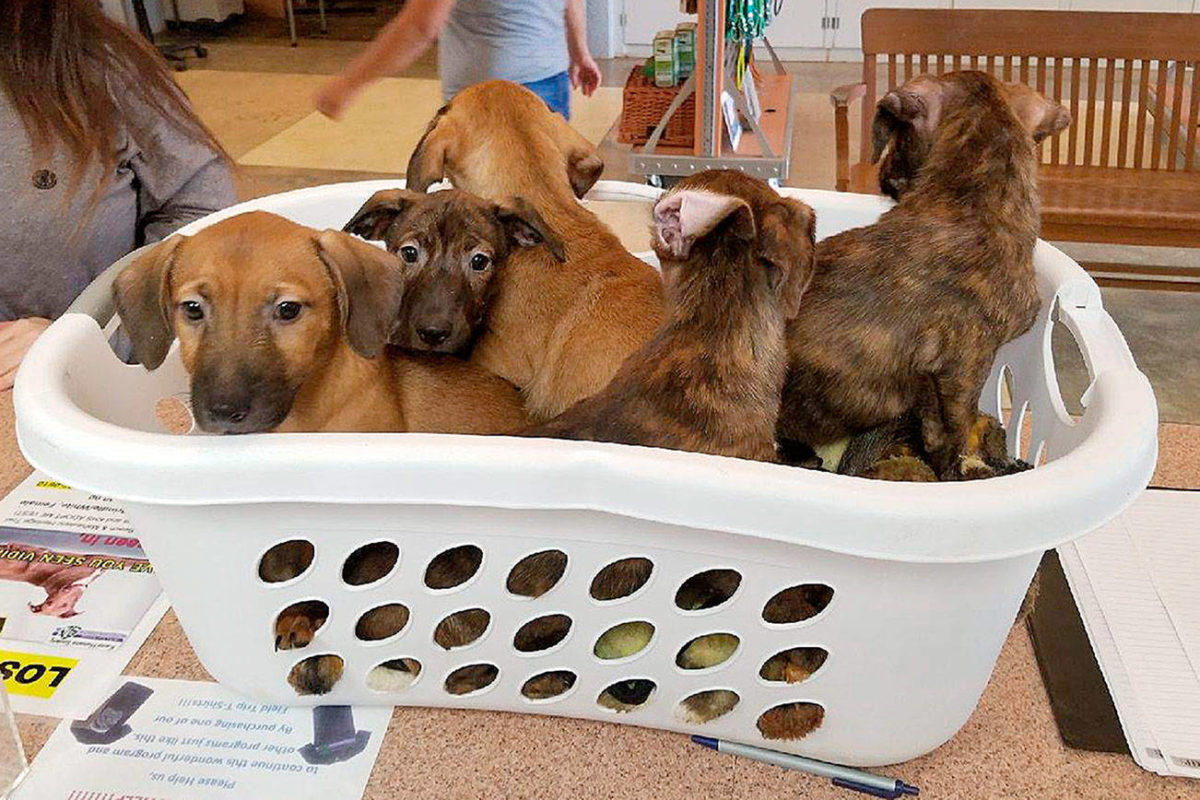 Seattle Humane to take pets from Kauai Humane Society | Bellevue Reporter