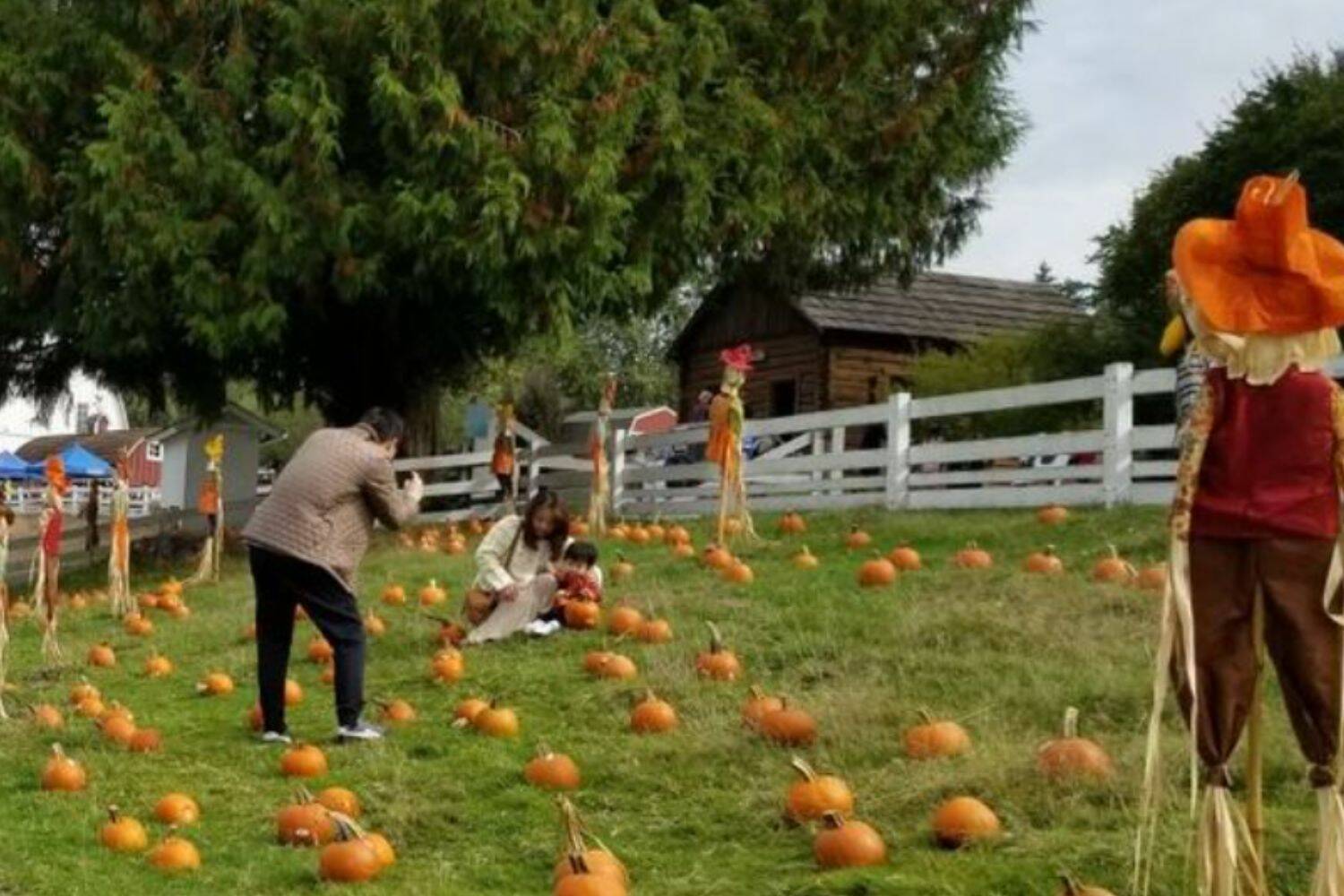 Come see barn animals and pumpkins at the 40th annual Kelsey Creek Farm ...
